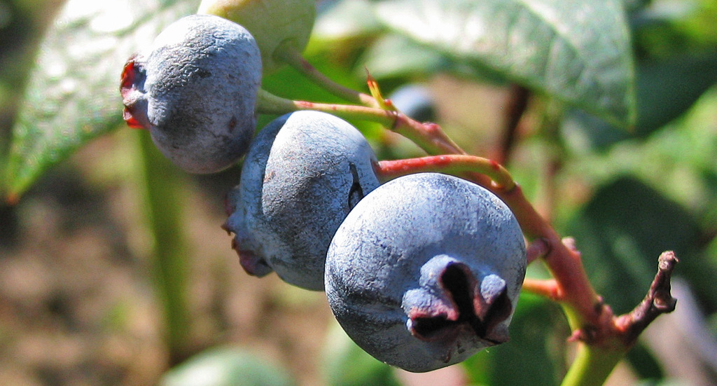 9 Shrubs That Produce Berries That Are Safe For Wildlife