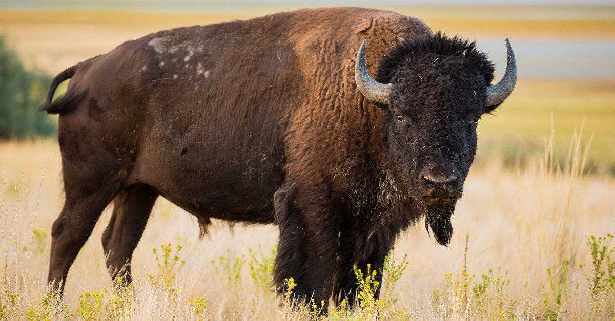 The 10 Largest Animals in North America