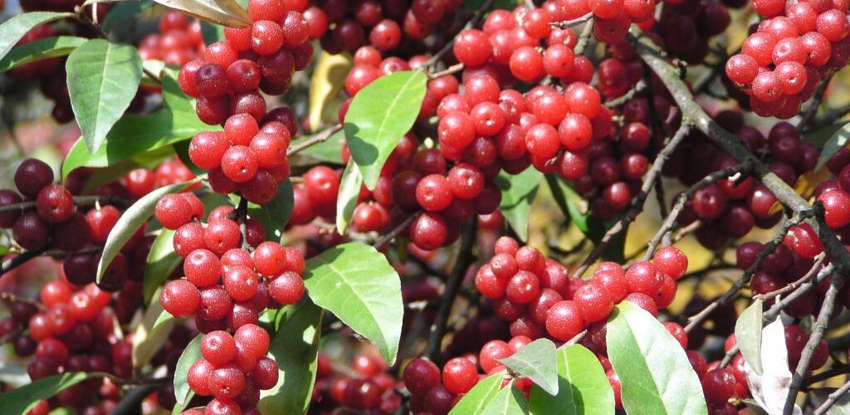 Plants with Spiritual and Religious Significance Plants with Spiritual and Religious Significance