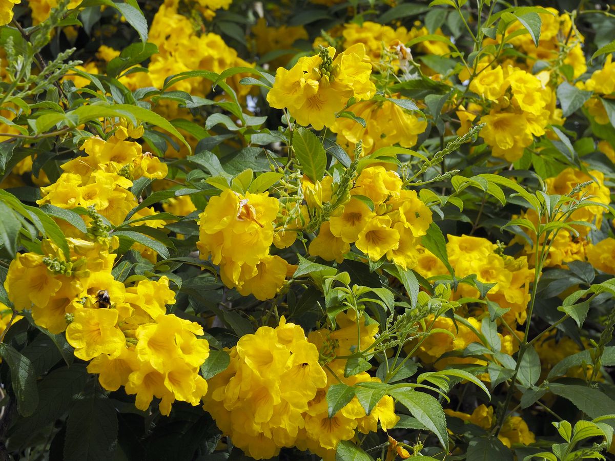 30 Best Flowering Vines to Add Vertical Color