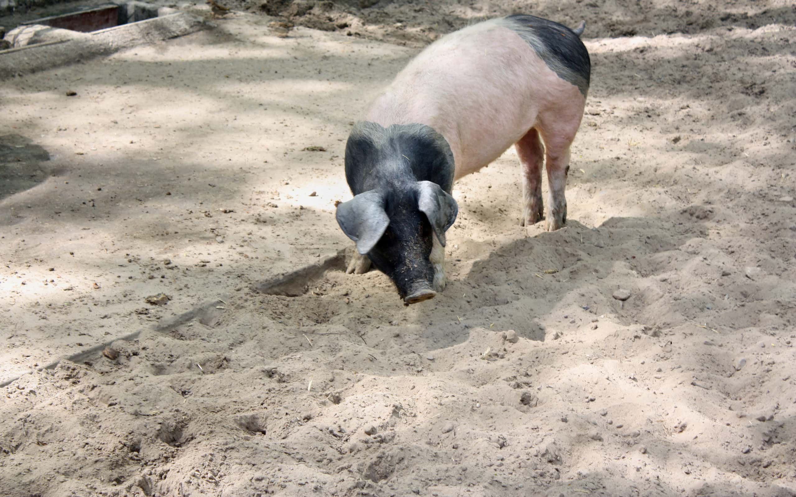 The Feral Pigs Causing $1.5 Billion in Damage to Farms Every Year