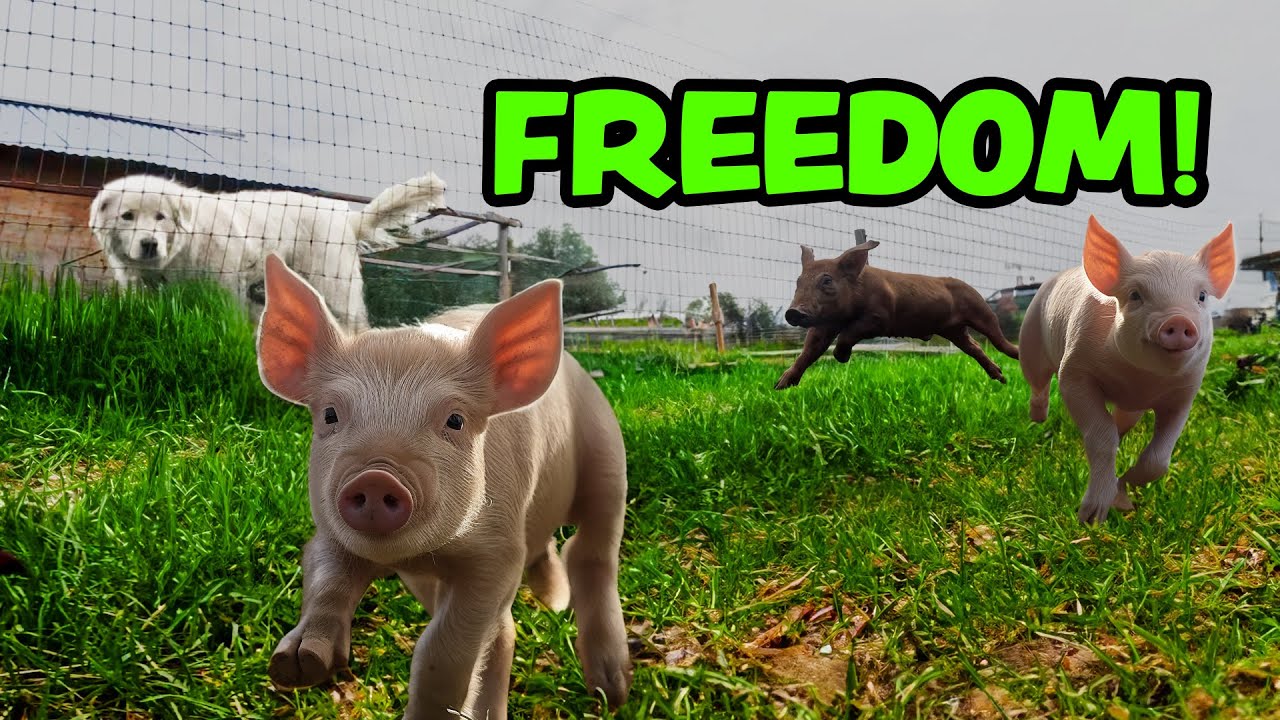Piglets escape pens and roam freely on farm