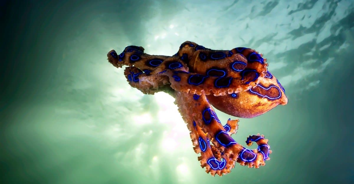 Octopus Lifespans: How Long Do Octopuses Live?