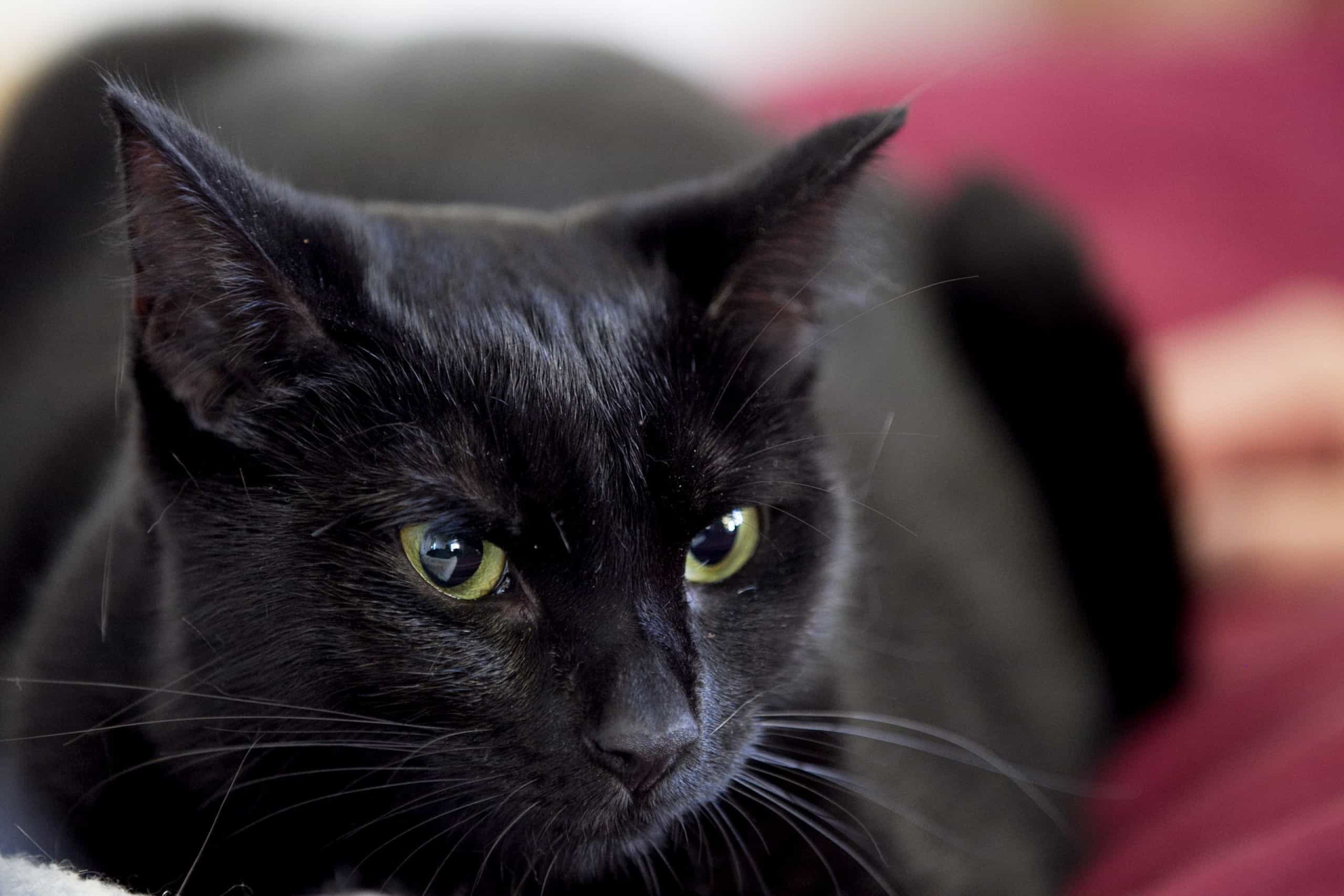 Sorte katte: Sandheden om din overtro