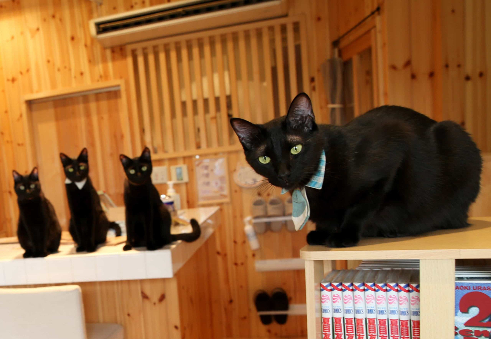 Sorte katte: Sandheden om din overtro