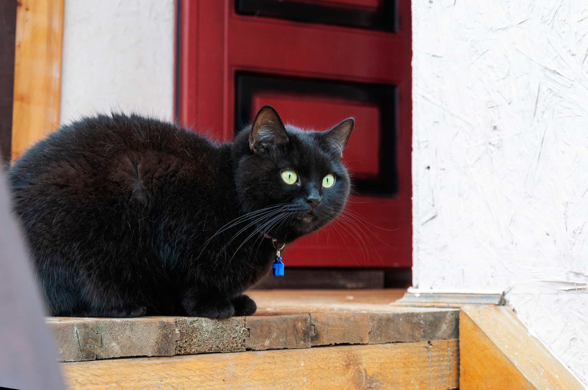 Sorte katte: Sandheden om din overtro