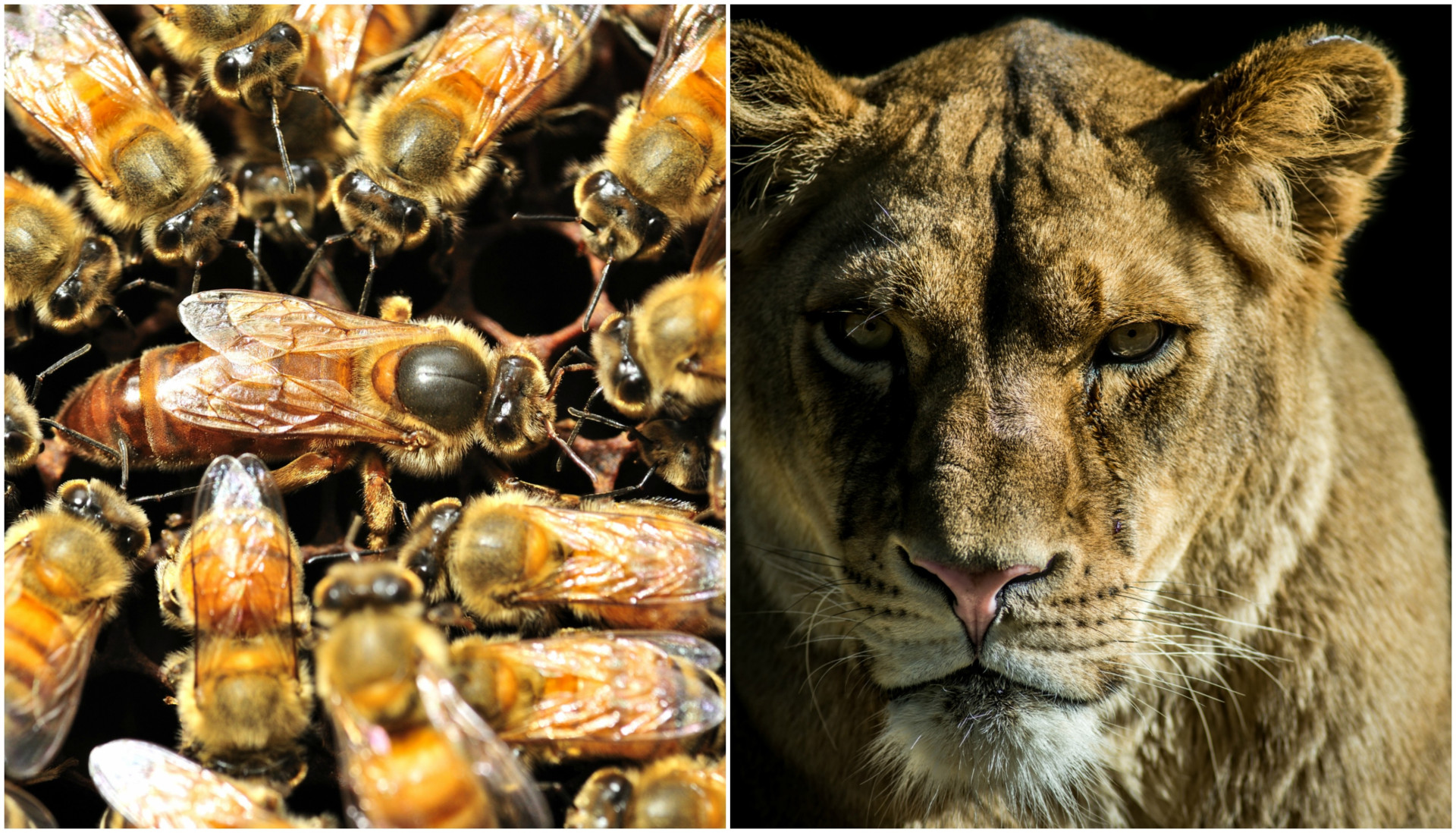Découvrez les femelles dominantes du règne animal