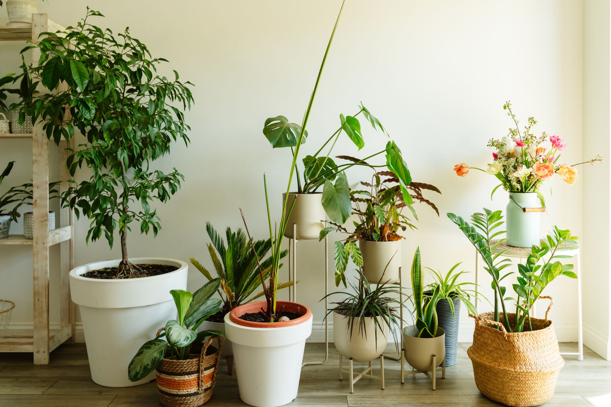 12 Indoor Plants That Can Boost Your Health, According to Experts