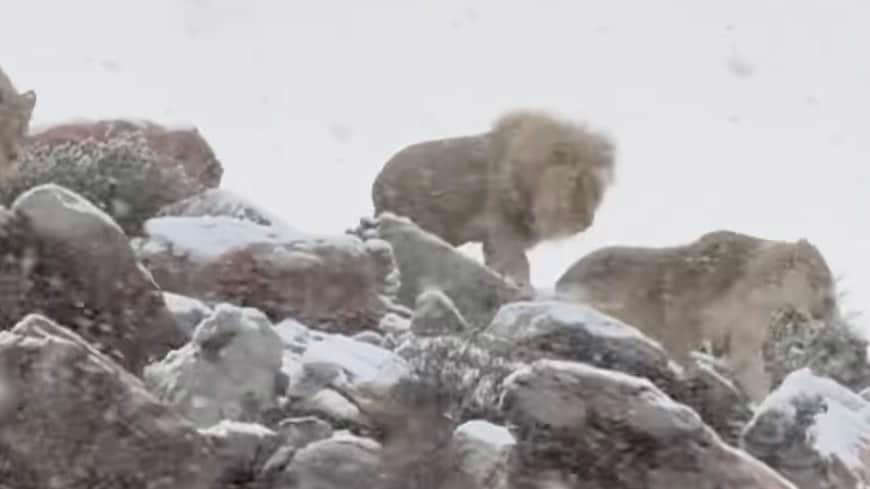 Elefanti e leoni colti di sorpresa dalla neve, le spettacolari immagini ... Elefanti e leoni colti di sorpresa dalla neve, le spettacolari immagini ...