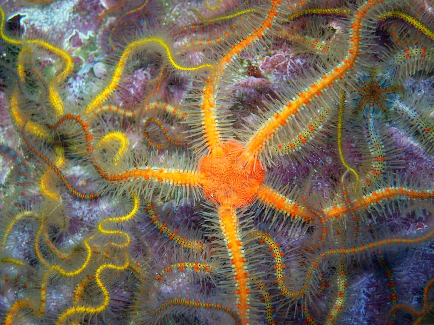 Deep Ocean Discovery: A New Species With 5 Arms and Spear-Like Teeth