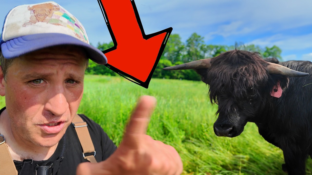 Pasture surprises: Moving the bull and finding a baby