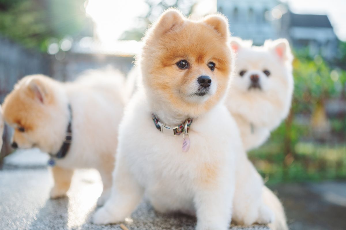 15 Cuddly Dog Breeds that Look Just Like Bears