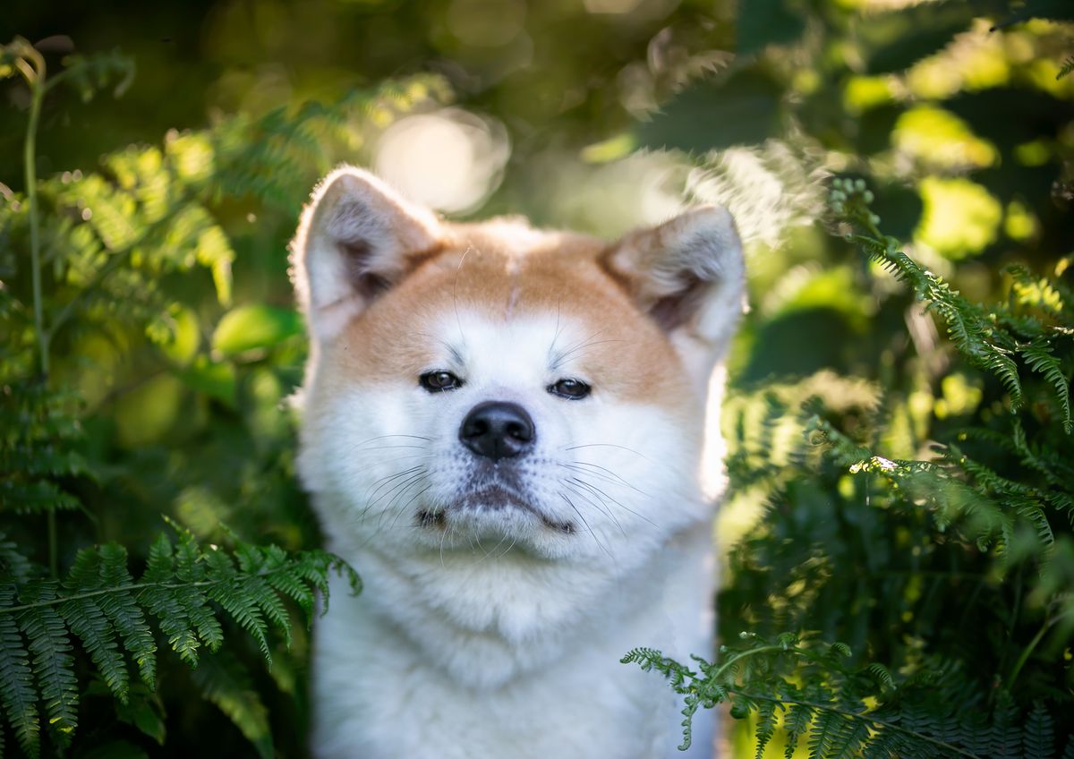 15 Cuddly Dog Breeds that Look Just Like Bears