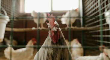 Namibia Opens Market to U.S. Poultry in New Trade Breakthrough
