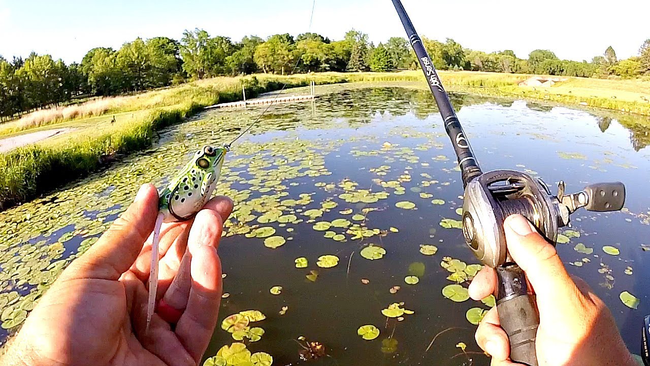 Overflowing Oasis: A Small Lake Teeming with Bass