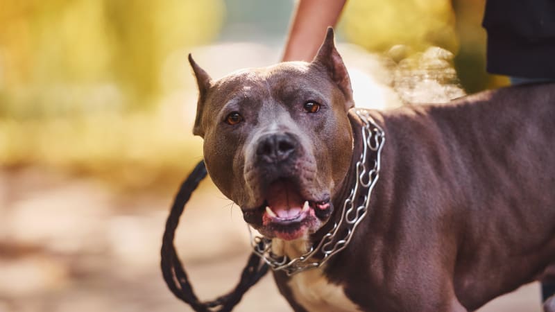 Kříženec pitbula zabil v USA kojence. Otec ho se psem nechal doma, nyní ...