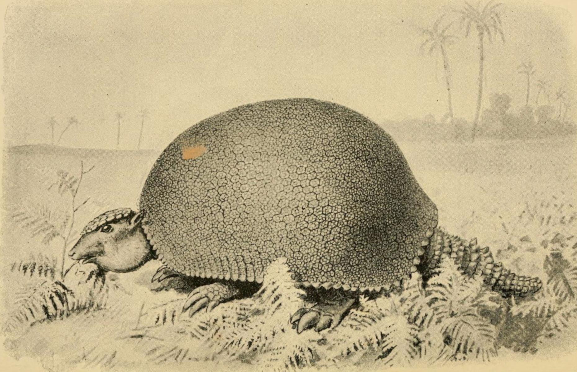 40 incredible extinct creatures that once ruled our planet