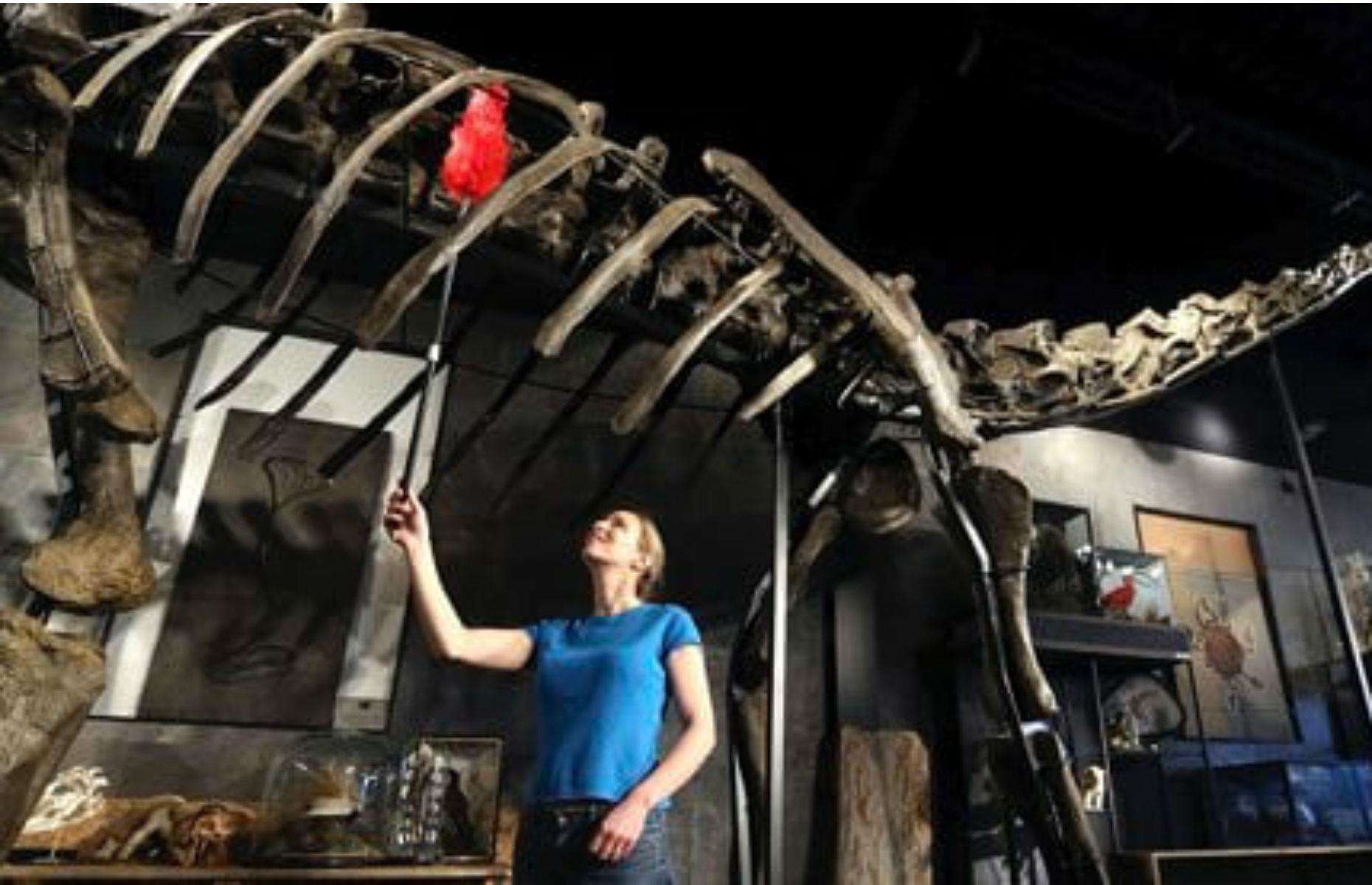 The 12 most expensive dinosaur fossils of all time