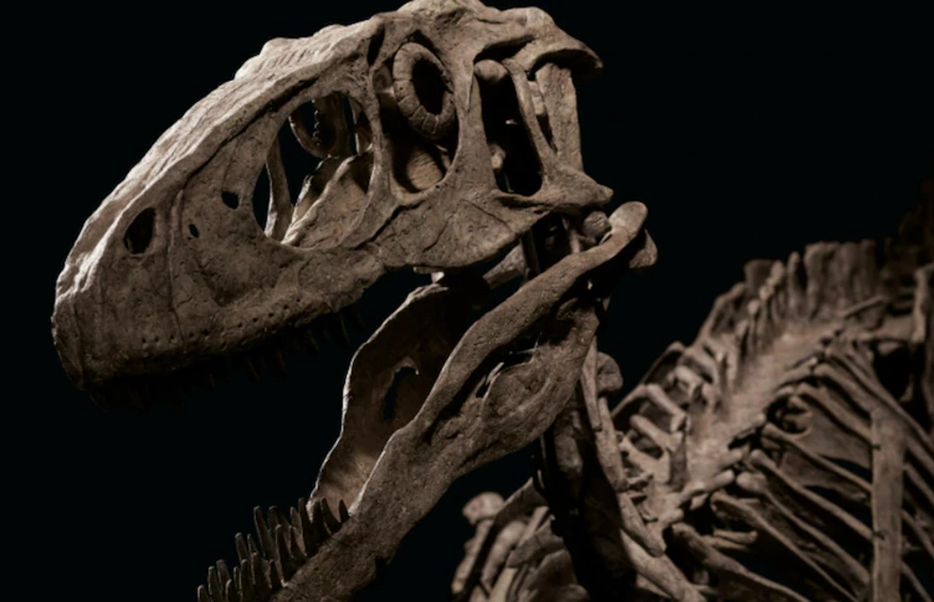 The 12 most expensive dinosaur fossils of all time