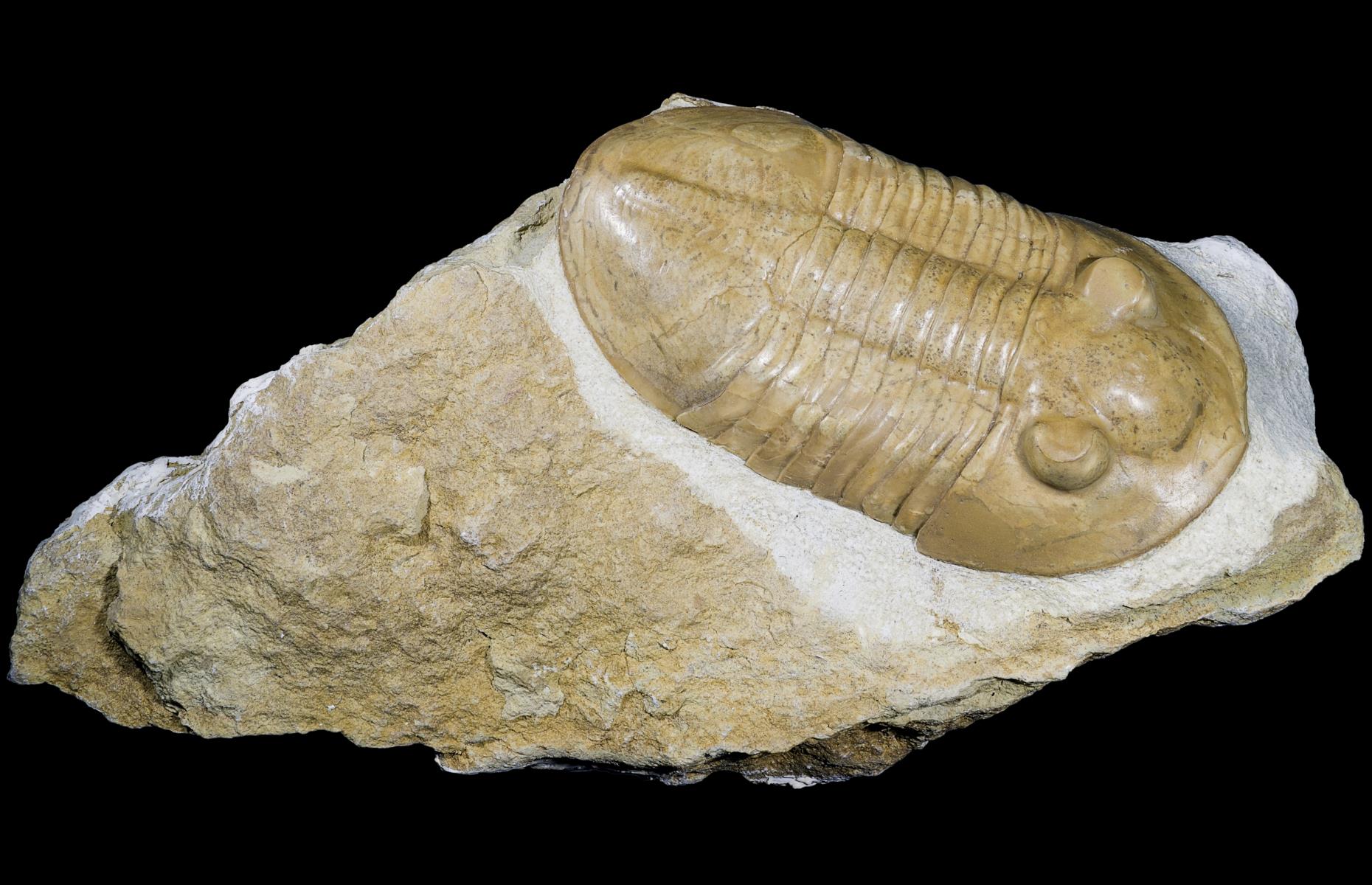 40 of the most AMAZING extinct creatures that ever lived