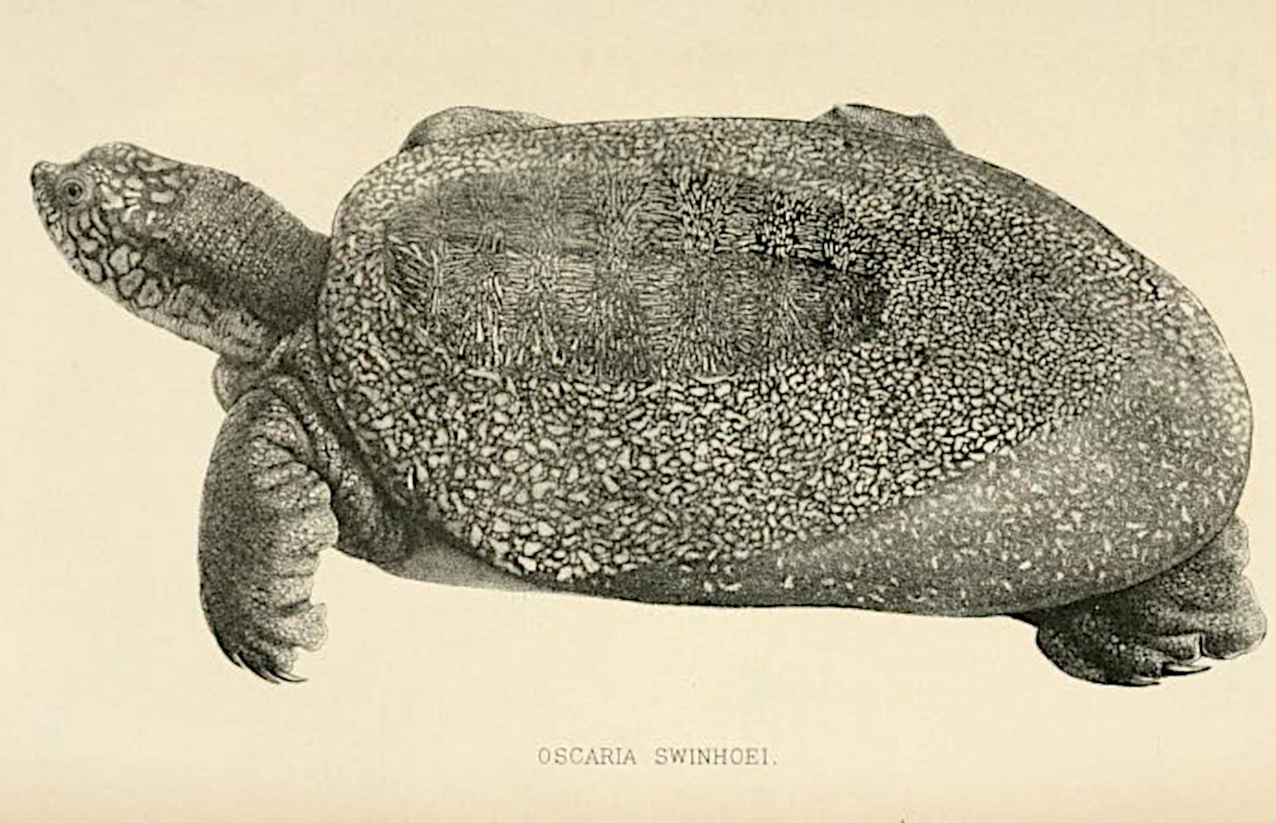 40 Incredible Extinct Creatures That Once Ruled Our Planet