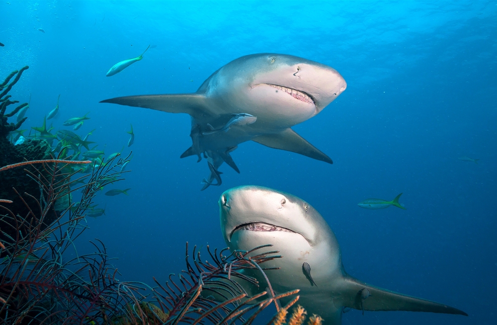 Florida is Home to the Most Shark-Infested Waters on Earth