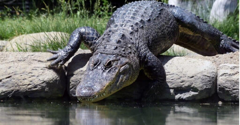 Exploring the Size and Power of Saltwater Crocodiles: Nature’s Apex Predators