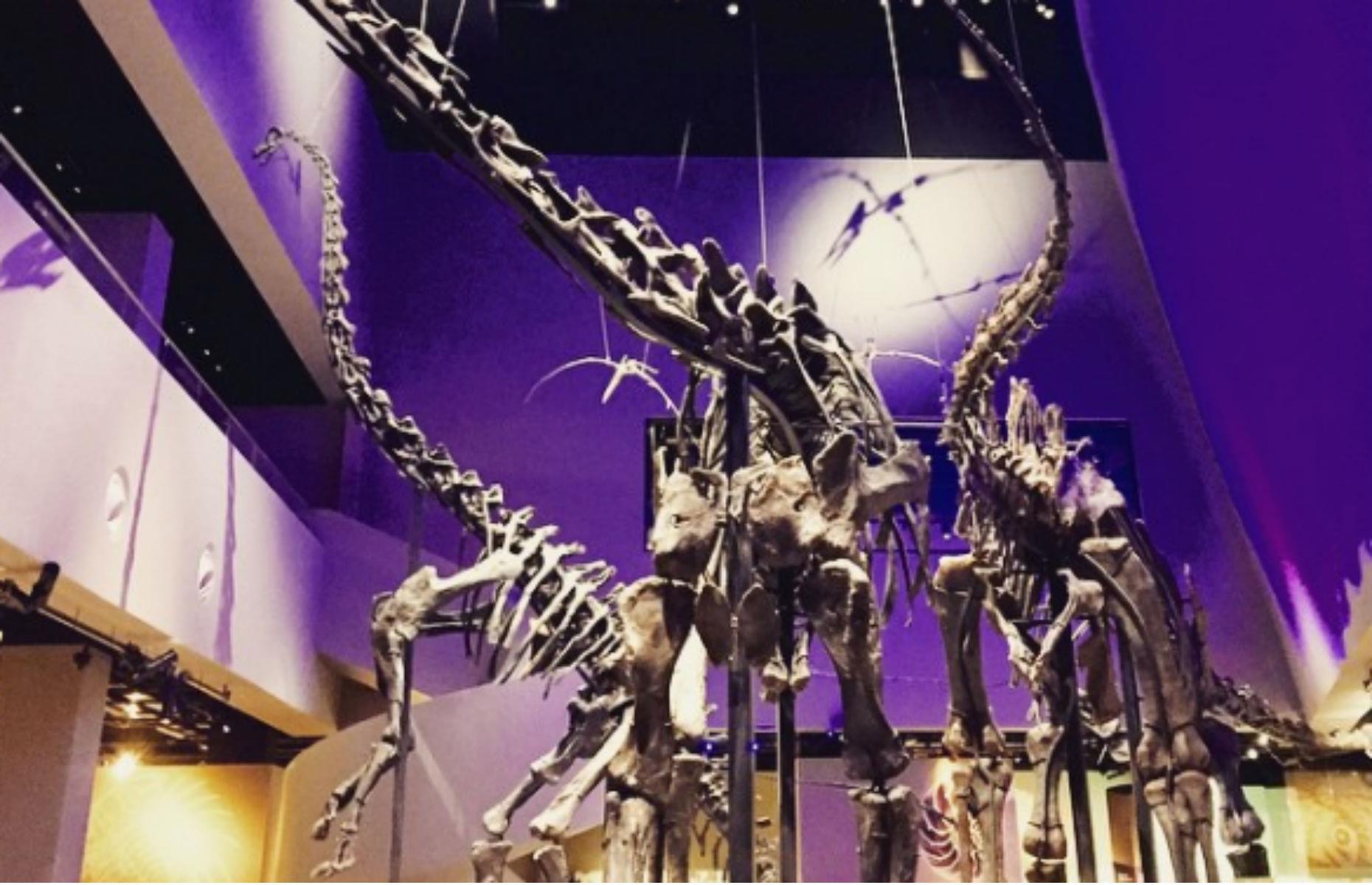 The 12 most expensive dinosaur fossils of all time