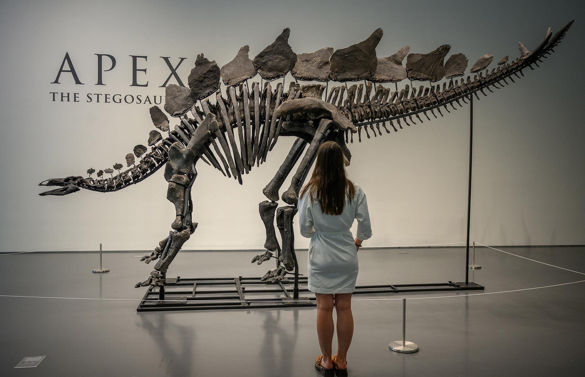 The 12 most expensive dinosaur fossils of all time