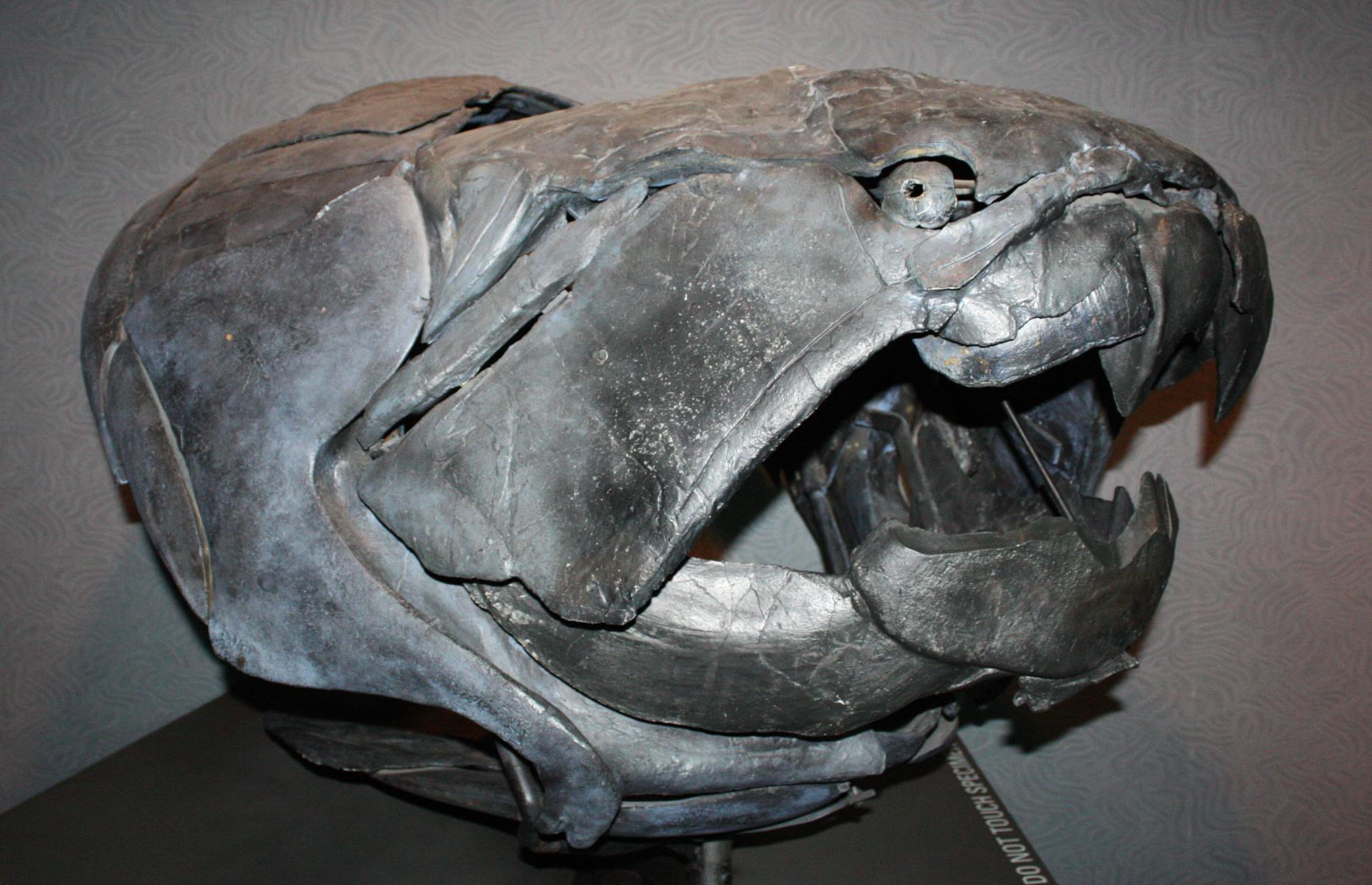 Revealed: 40 fascinating extinct creatures that once roamed our Earth