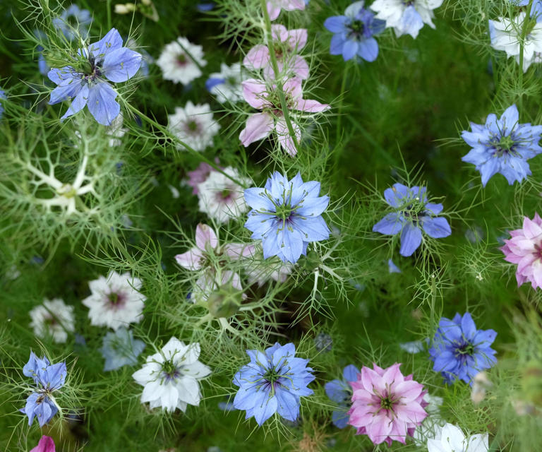 7 seeds to order in September – get ahead of a busy gardening season by ...
