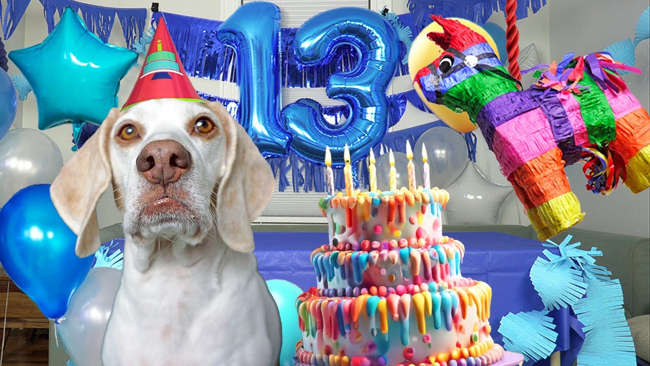 Dog unimpressed with surprise birthday party