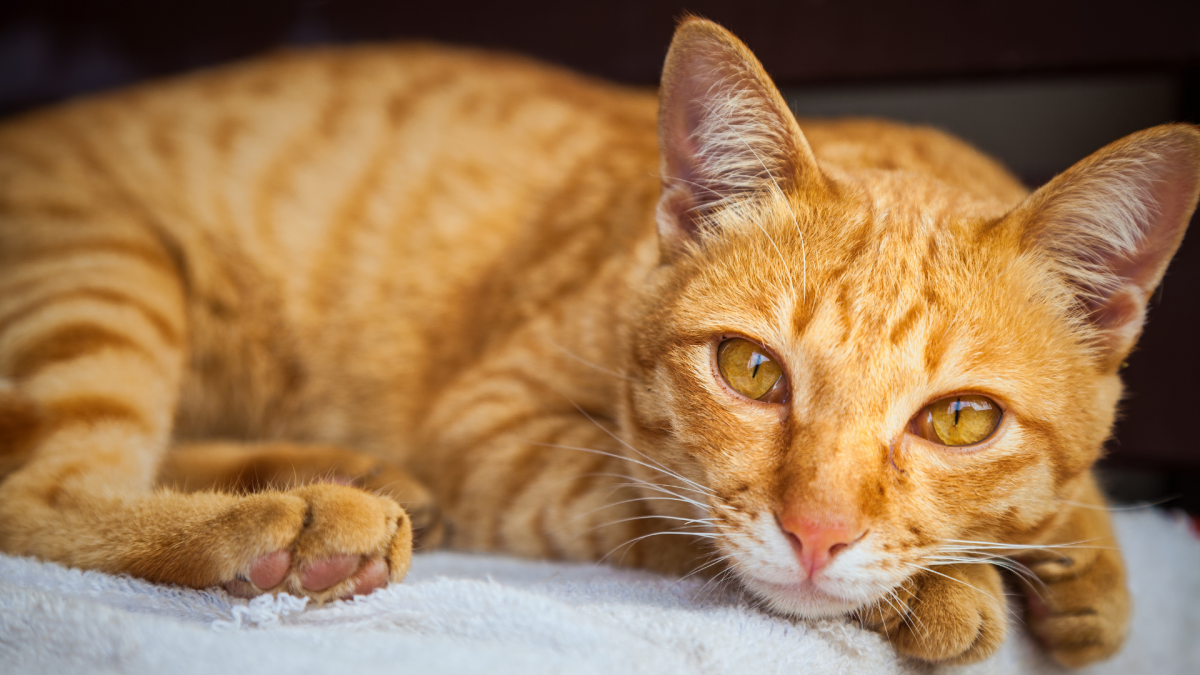 Little-Known Signs of Loneliness in Cats Most Pet Parents Don't Pick Up On