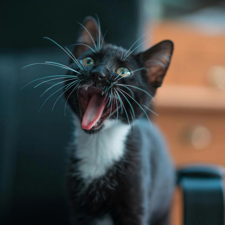 How to Take Care of Cats for First Time Owners