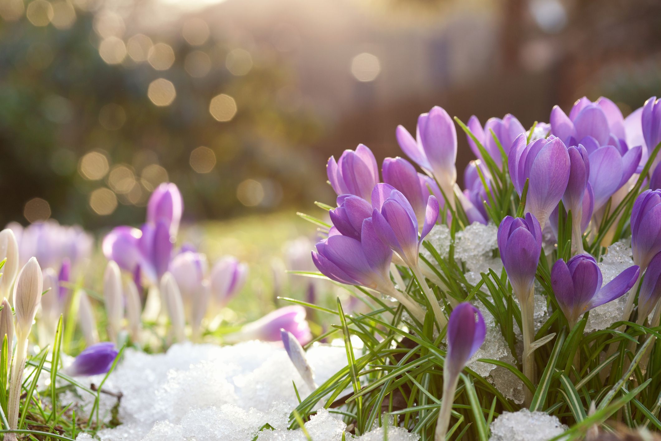 25 Colorful Winter Flowers That Actually Thrive in the Cold