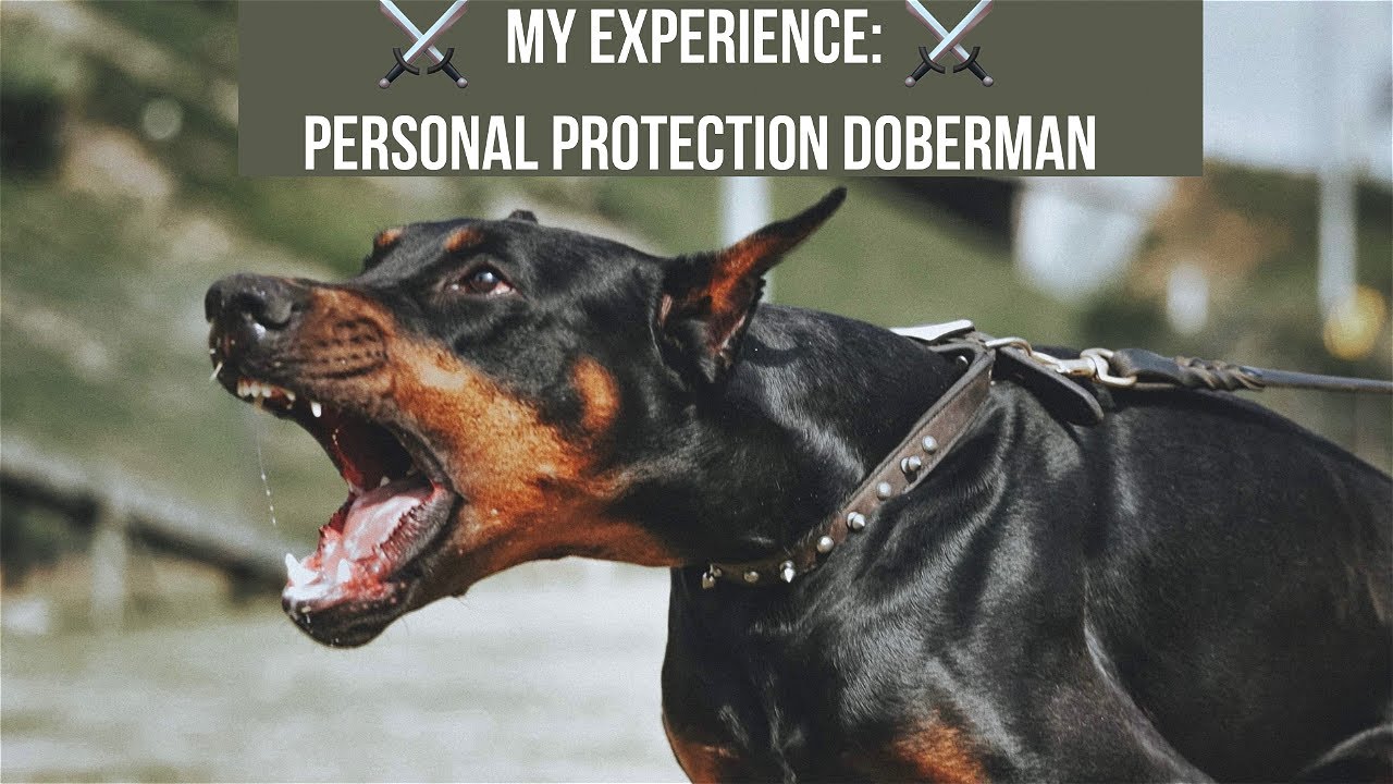 Gentle Giants: How I Trained My Dobermans With Love