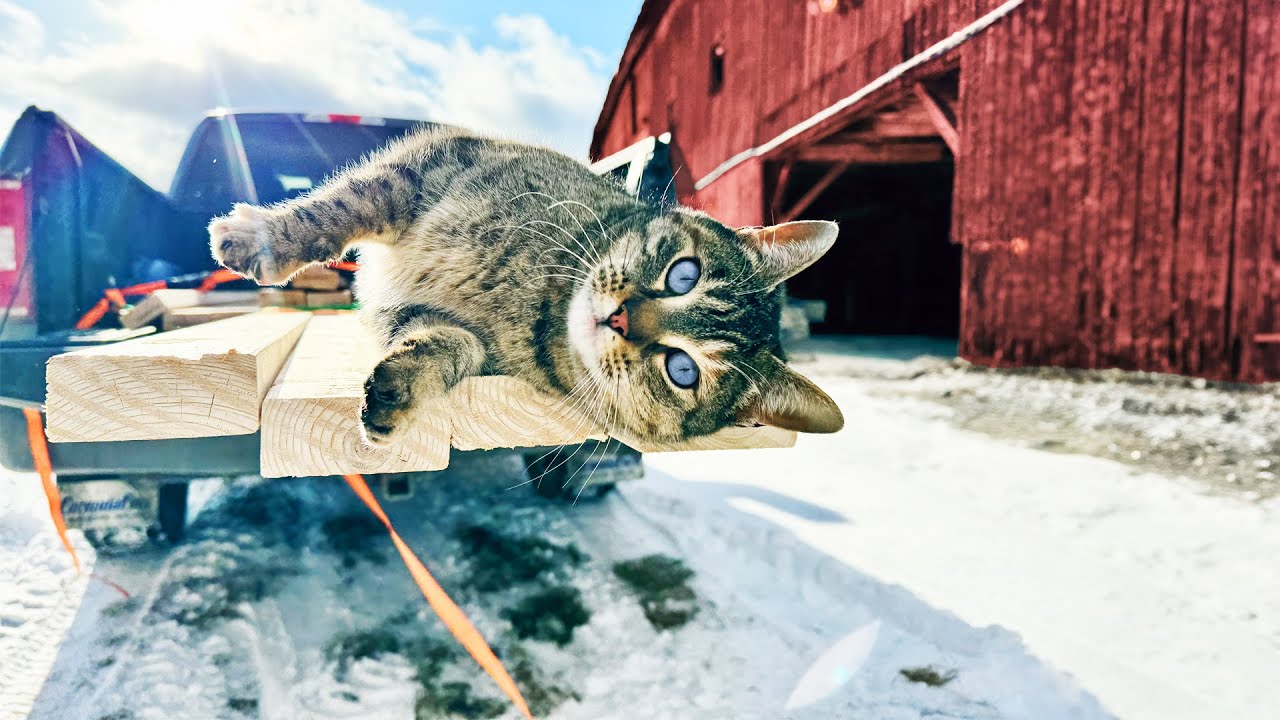 Creatures bring nonstop chaos to the bird hatchery project