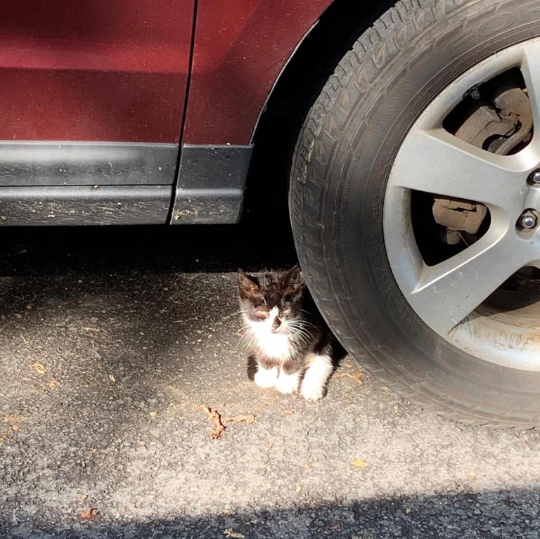 That's not my cat... but, maybe I want it to be? Inside the cat ...