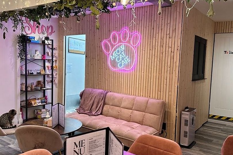 Popular Essex cat cafe to shut due to rising costs and declining footfall