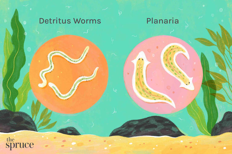 How to identify and control tiny worms in your fish tank