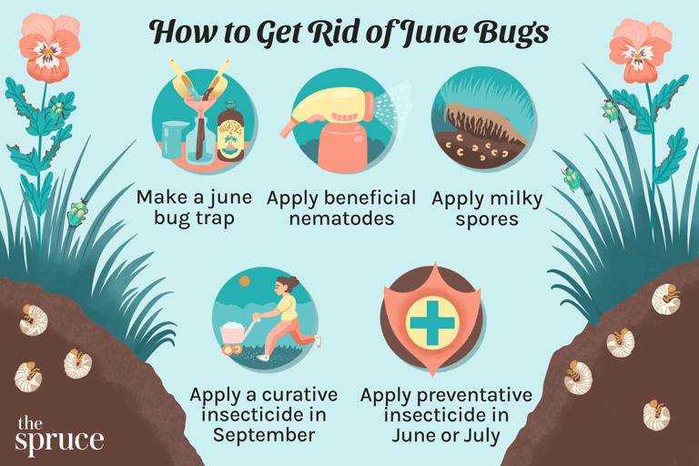 How to get rid of June bugs: 6 easy methods