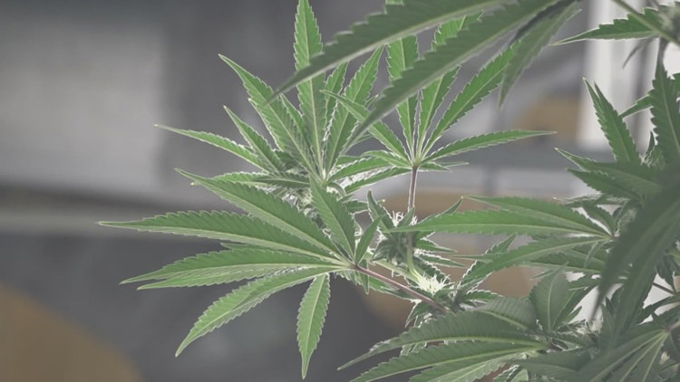 Ohio Division of Cannabis Control reveals which 98 marijuana ... Ohio Division of Cannabis Control reveals which 98 marijuana ...