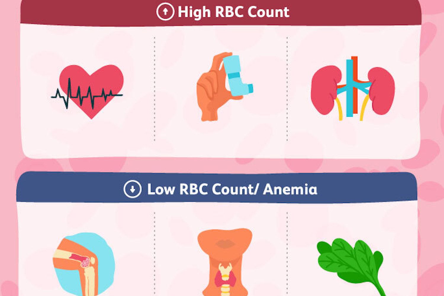 Red Blood Cell (RBC) Test: High vs. Low, Normal Ranges