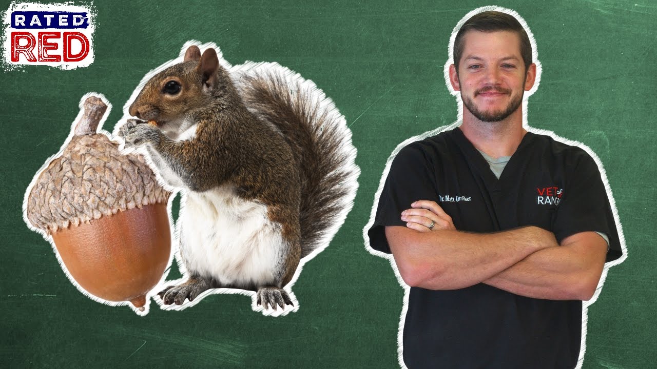Pet 101: Dr. Matt’s Most Memorable Vet Case