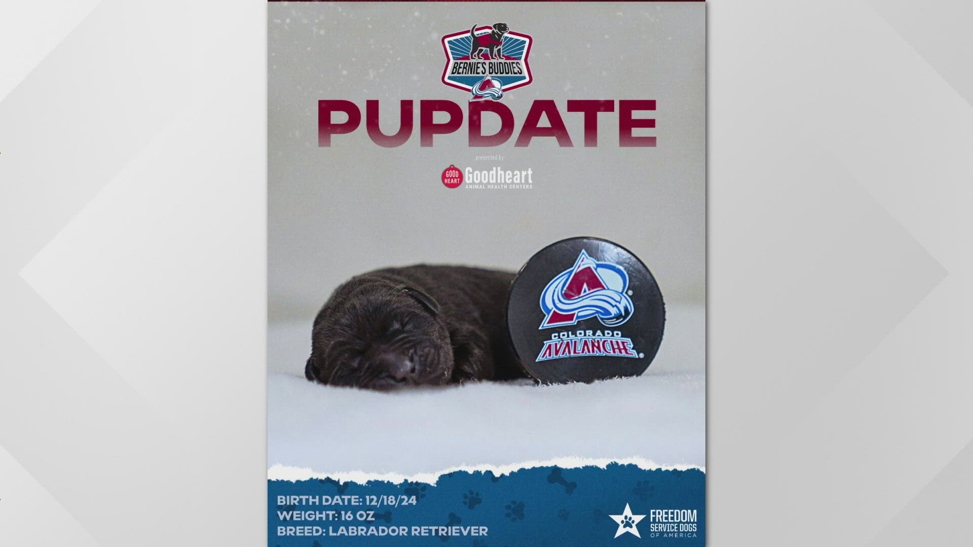 Meet Maxy: The Colorado Avalanche's new team dog