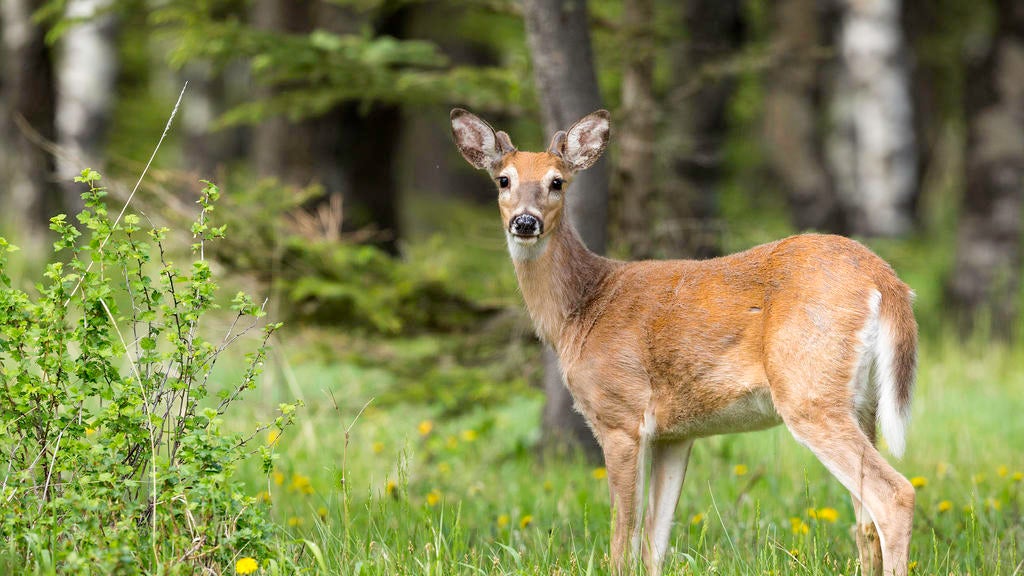 Chronic wasting disease reaches endemic levels in parts of southeast ...