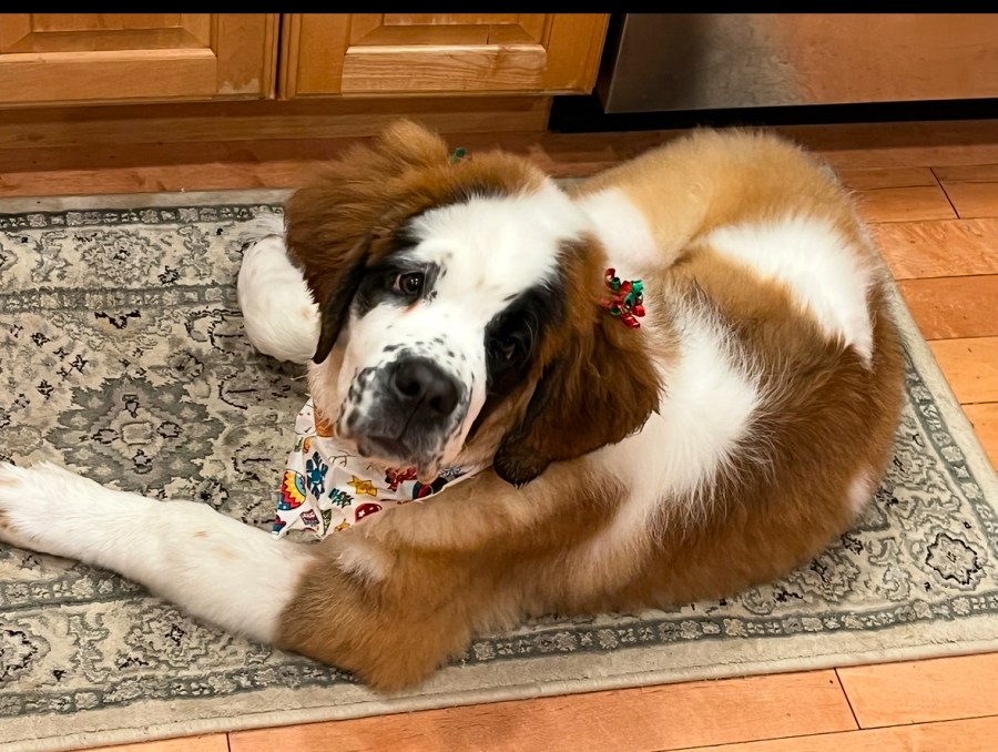 Lawmakers seek grief compensation for pet owners in negligent death ...