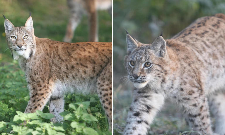 Two lynx released in Scottish Highlands as police issue warning