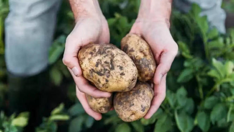 Should you eat raw potatoes to increase your Vitamin C intake?