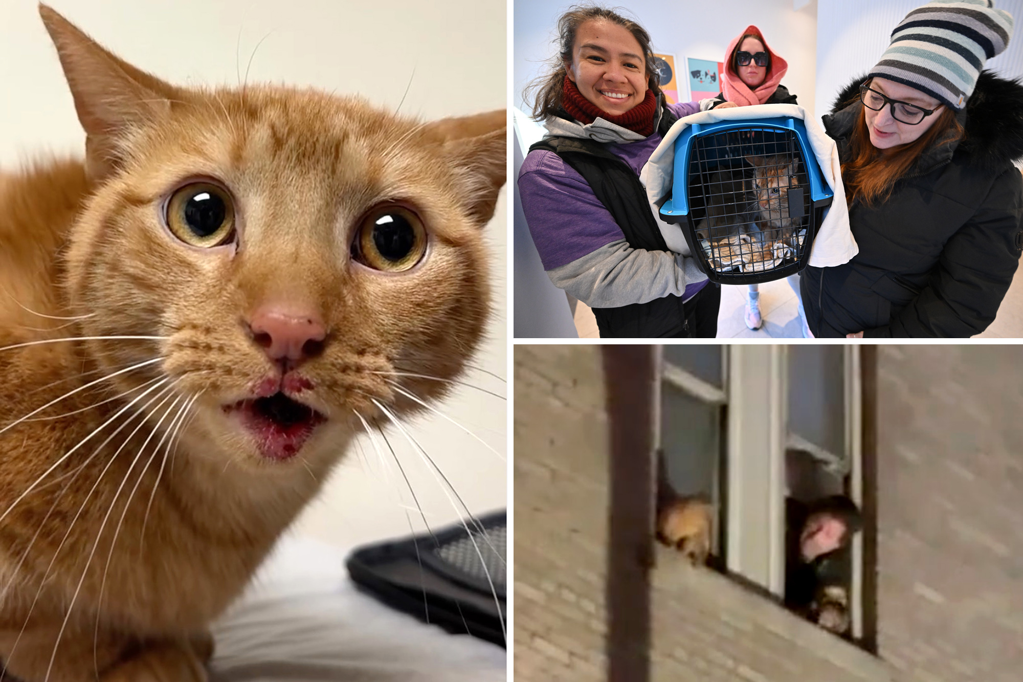 Kitty survives 3-story fall from burning Midtown building, as nonprofit ...